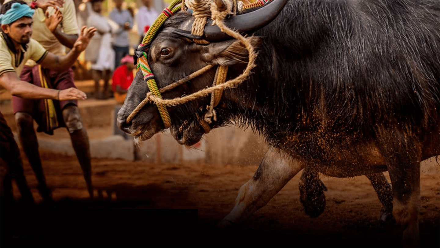 Mangaluru Kambala: Reinstating Traditions One Race At A Time ...